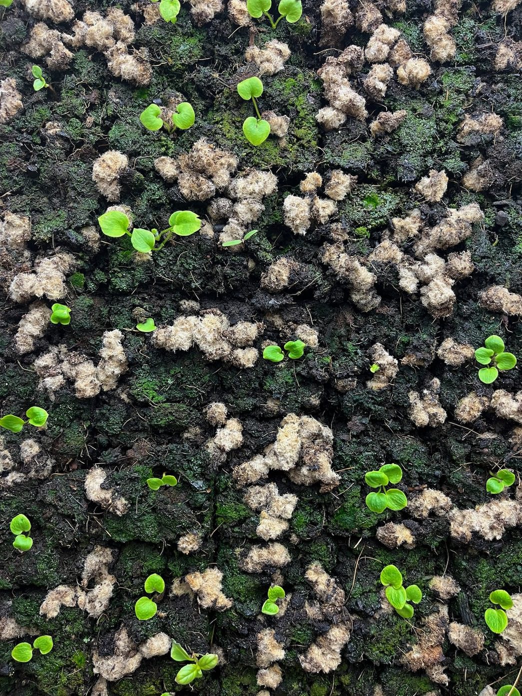 How to Grow Delphiniums from Seed in Zone 3 | Shifting Roots