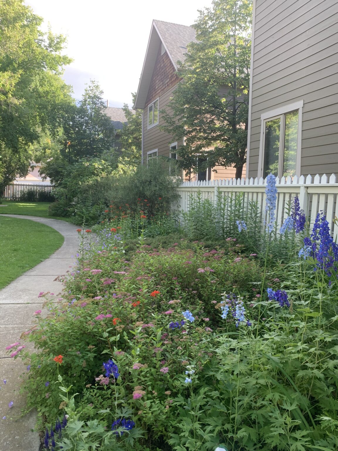 How to Grow Delphiniums from Seed in Zone 3 | Shifting Roots