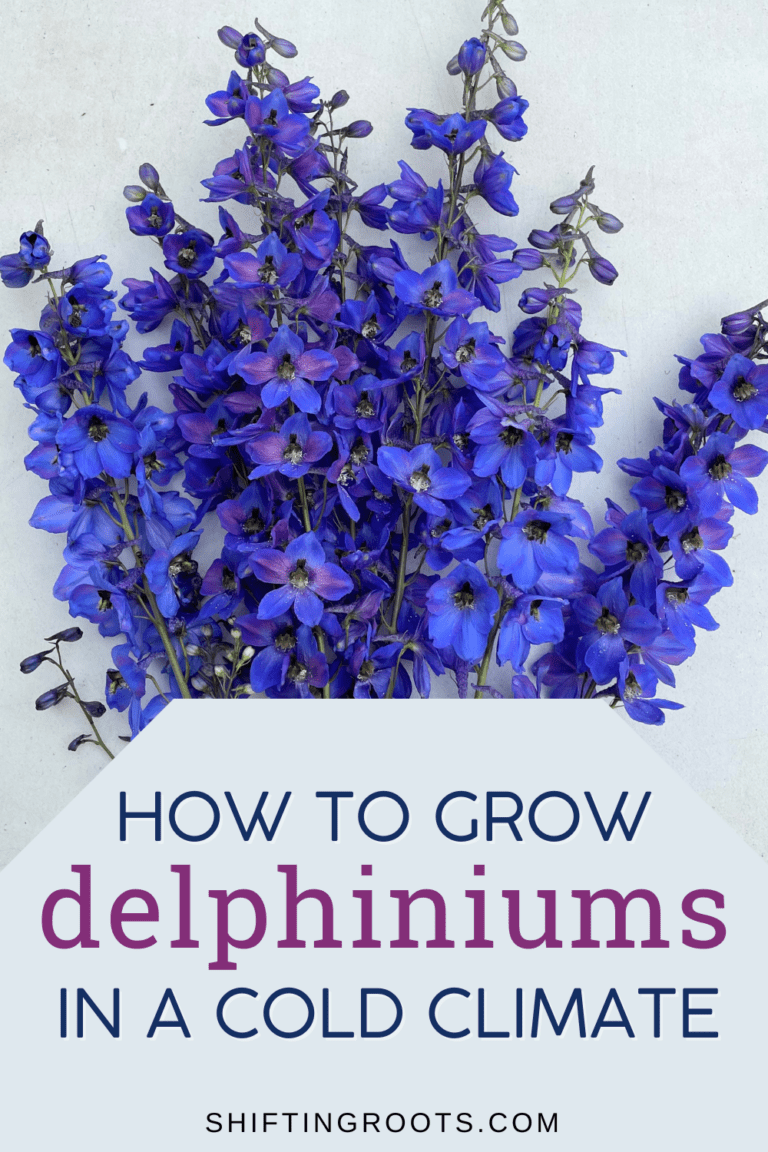 How to Grow Delphiniums from Seed in Zone 3 | Shifting Roots