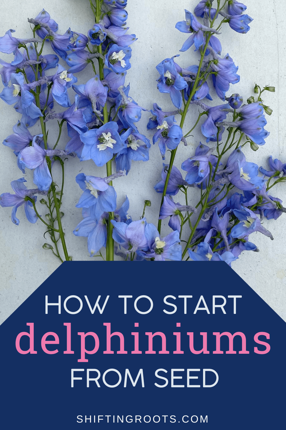 How to Grow Delphiniums from Seed in Zone 3 | Shifting Roots