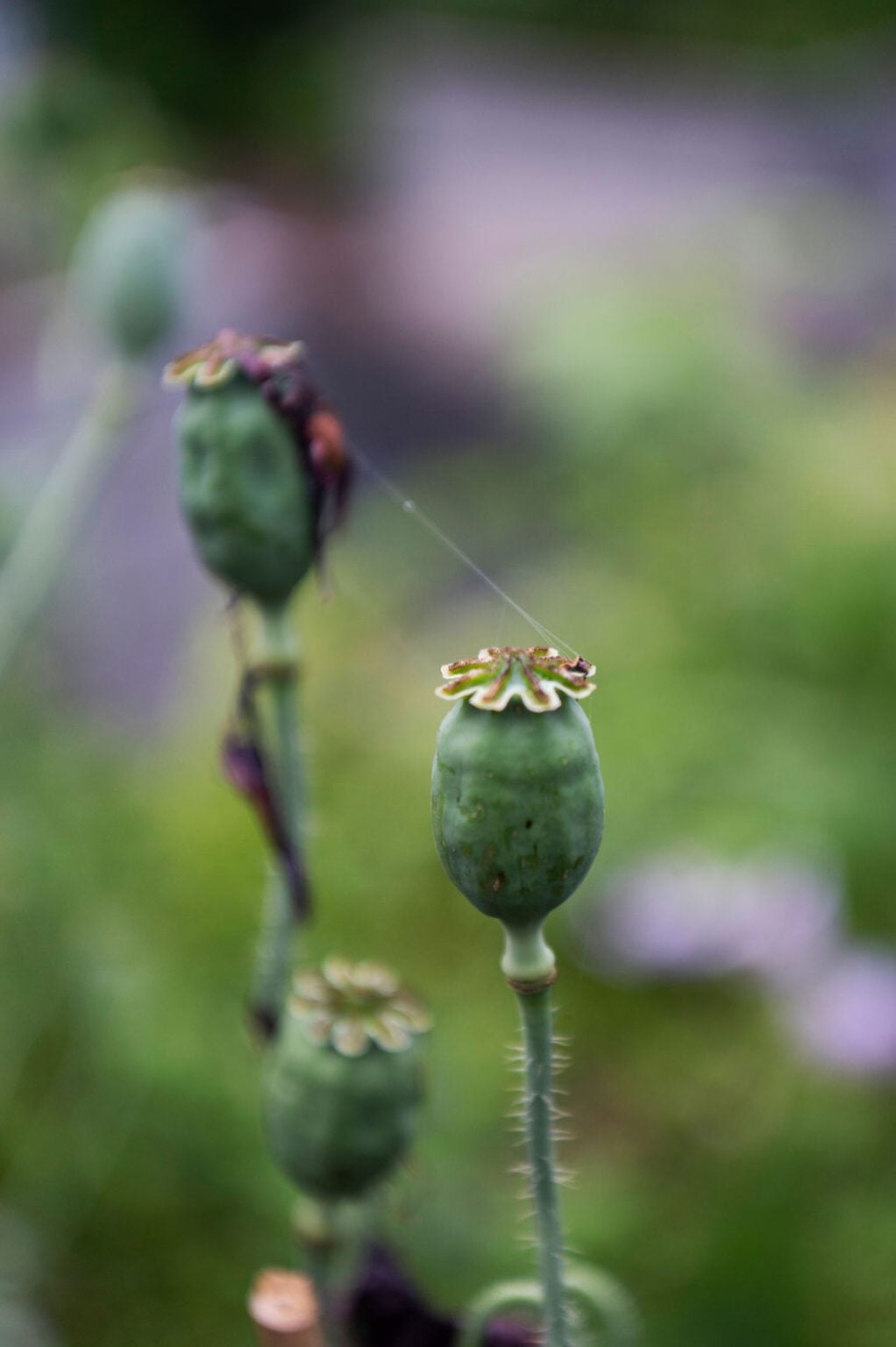 Feeling Blue in the Garden? These Flowers Have Your Back! | Shifting Roots