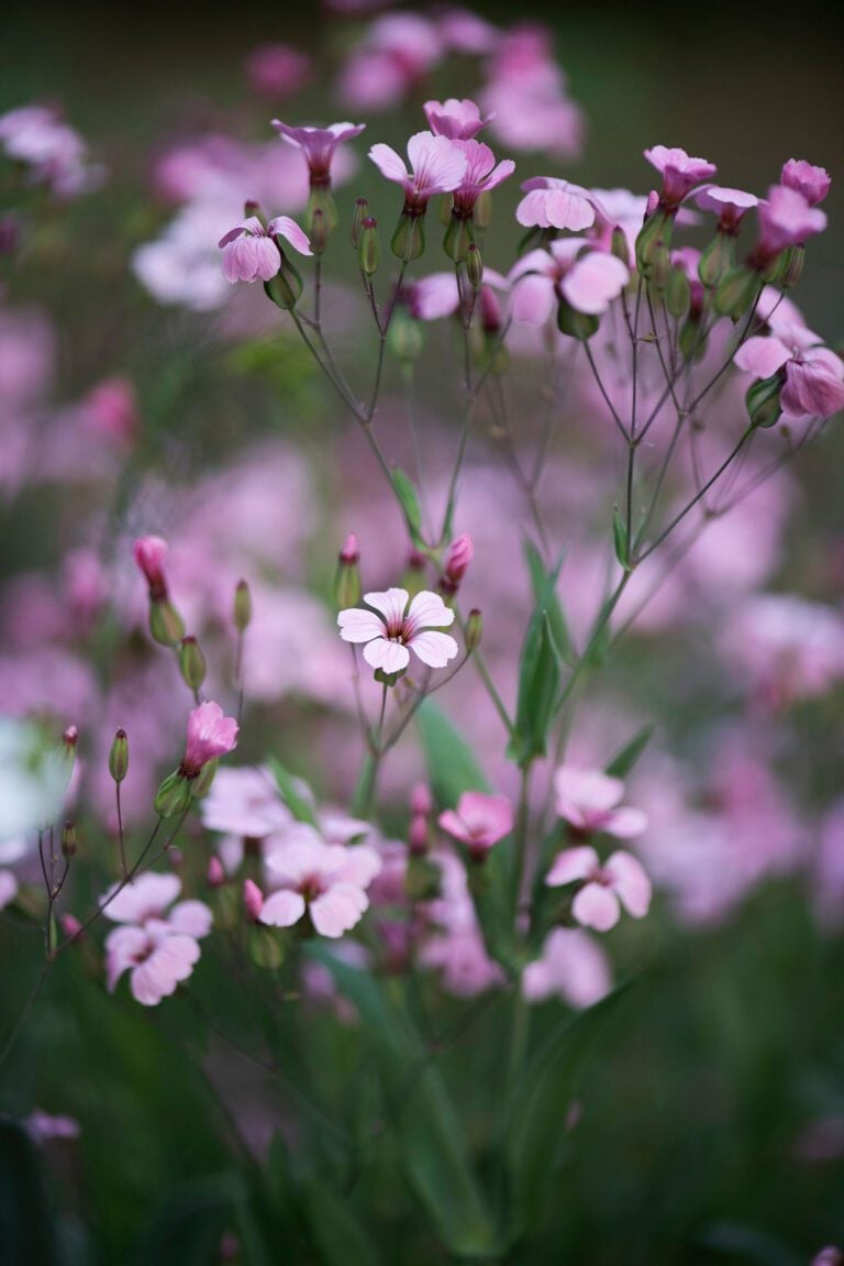 Fast-Blooming Cut Flowers for Short Growing Seasons | Shifting Roots