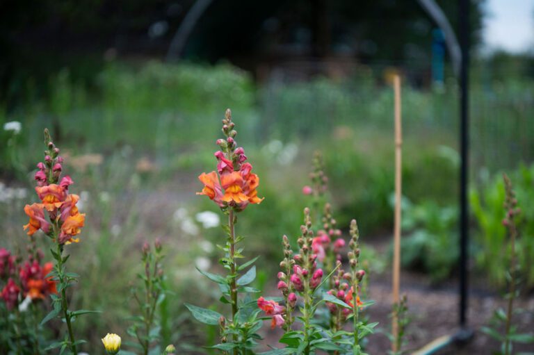 How to Grow Snapdragons in a Cold Climate | Shifting Roots
