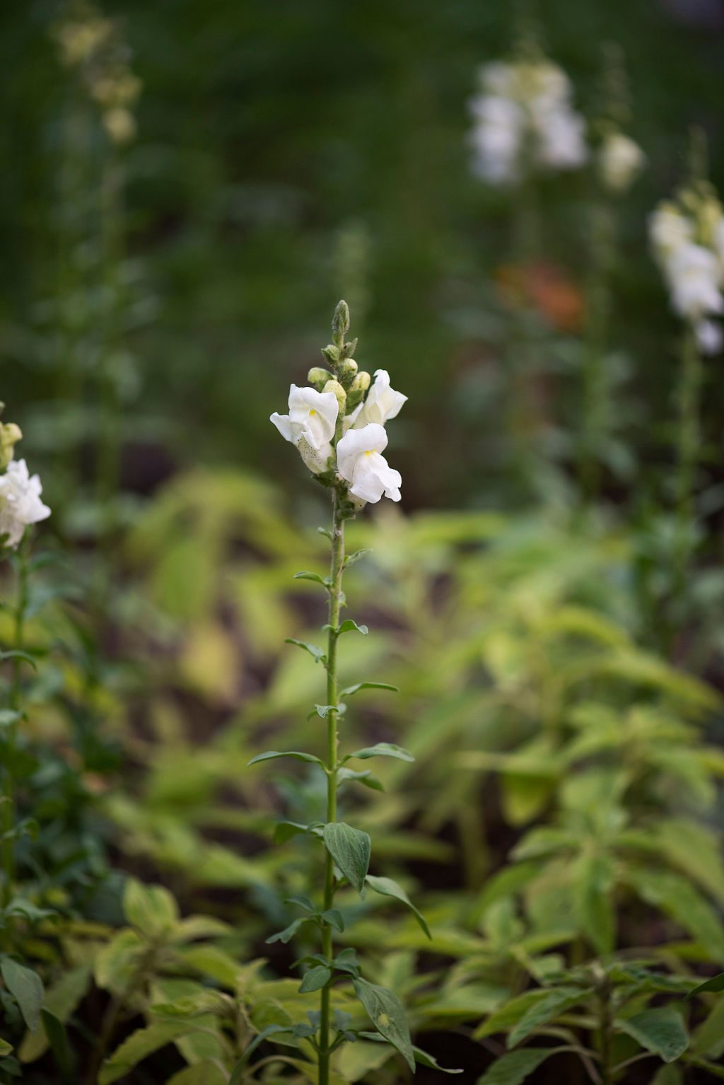 35+ Annuals for Your Cold Climate Cut Flower Garden | Shifting Roots