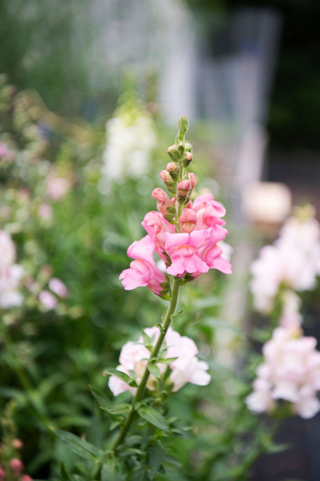 How to Grow Snapdragons in a Cold Climate | Shifting Roots