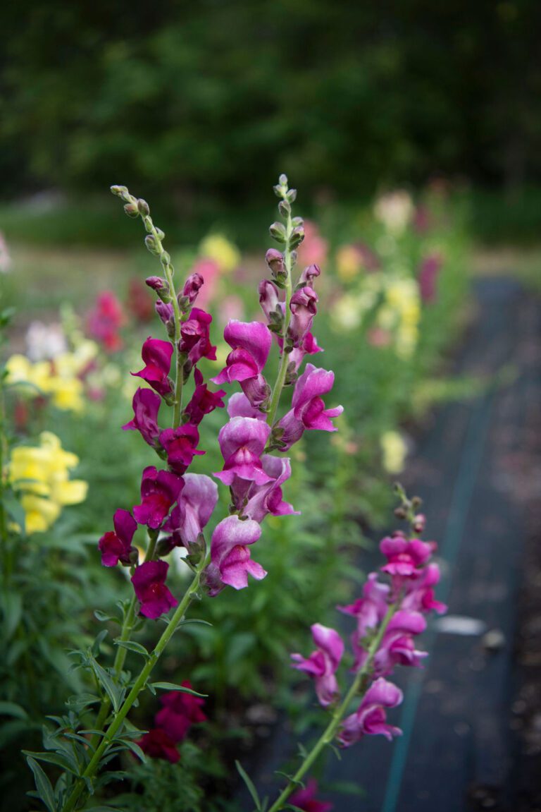 How to Grow Snapdragons in a Cold Climate | Shifting Roots