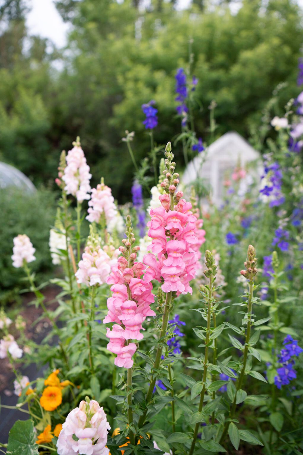 How to Grow Snapdragons in a Cold Climate | Shifting Roots