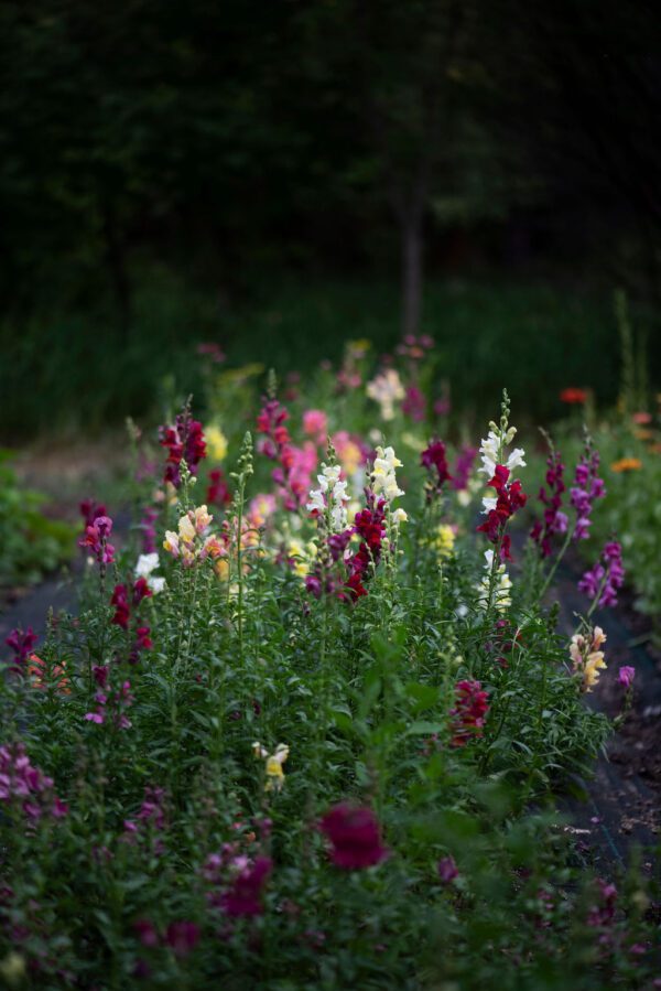 How to Grow Snapdragons in a Cold Climate | Shifting Roots