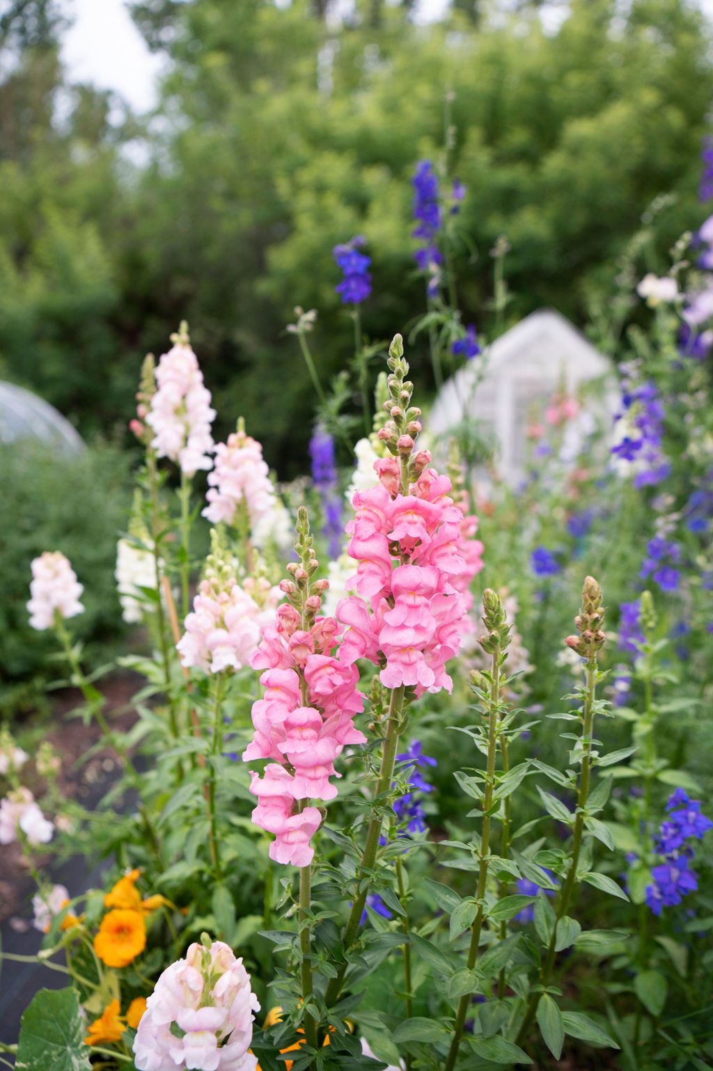 Cut Flower Seed Starting Schedule | Shifting Roots