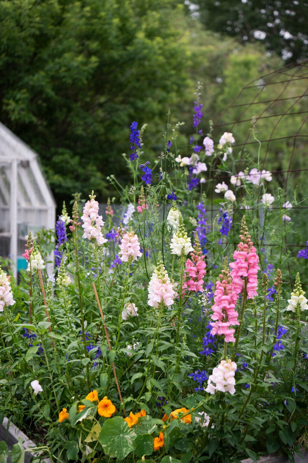 How to Grow Snapdragons in a Cold Climate | Shifting Roots