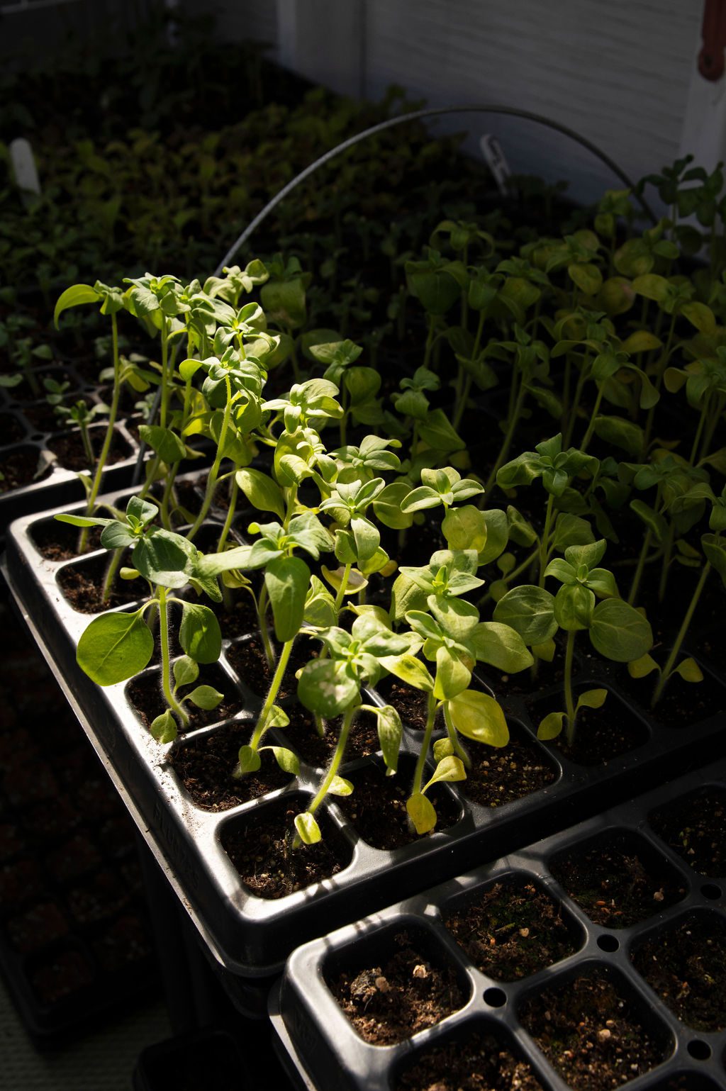 How to Grow Snapdragons in a Cold Climate | Shifting Roots