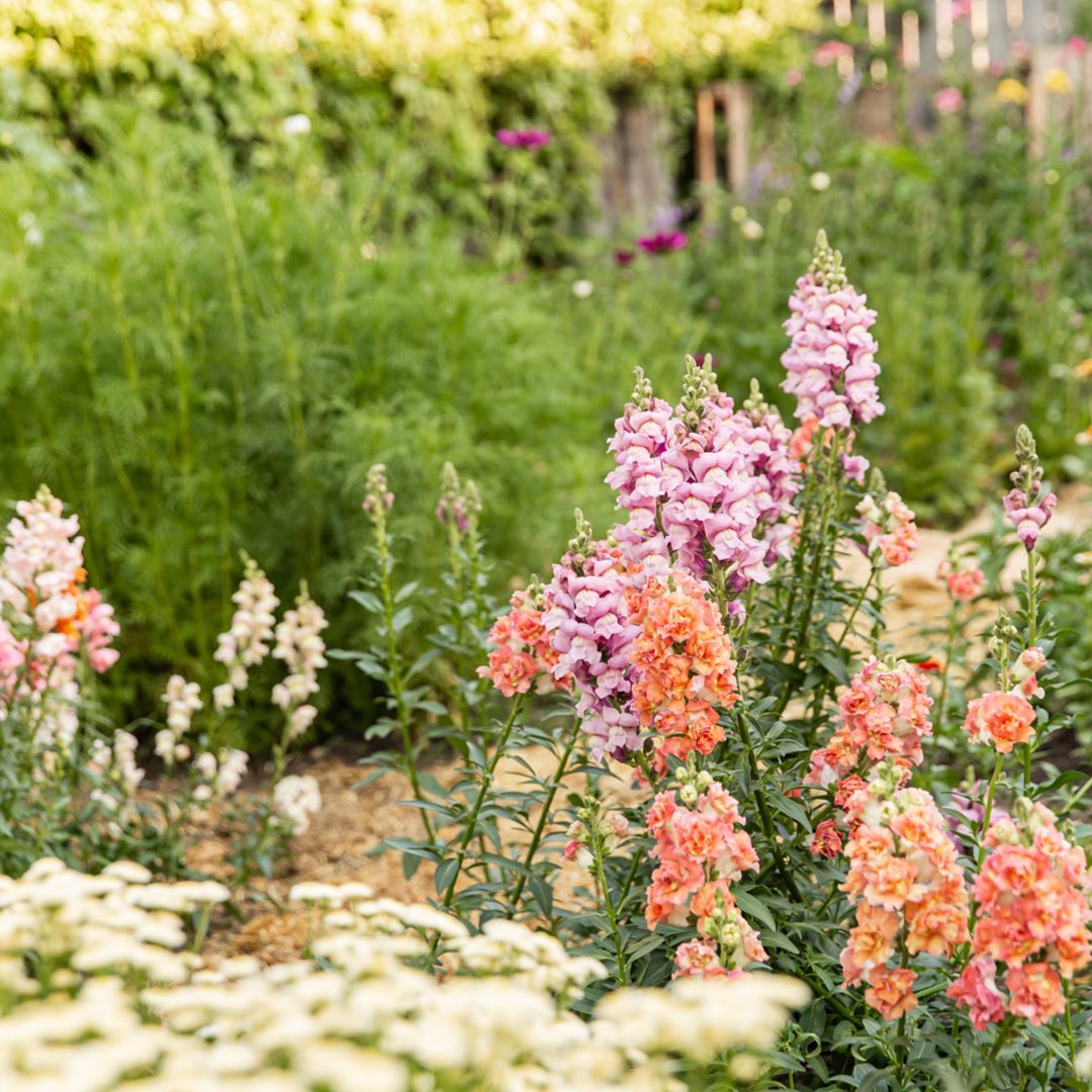 Perfectly Purple Flowers For Your Zone 3 Cutting Garden | Shifting Roots