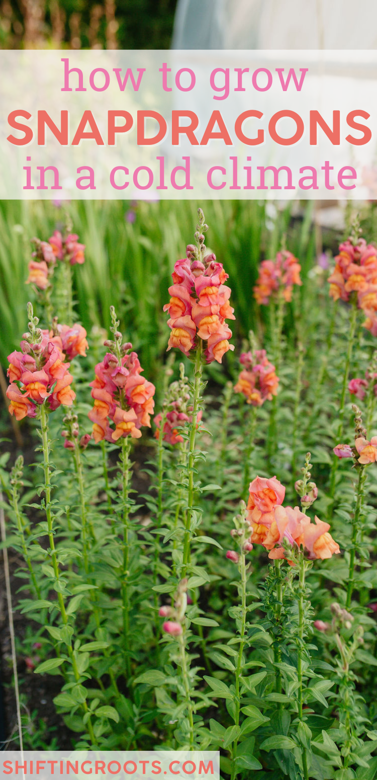 How to Grow Snapdragons in a Cold Climate | Shifting Roots