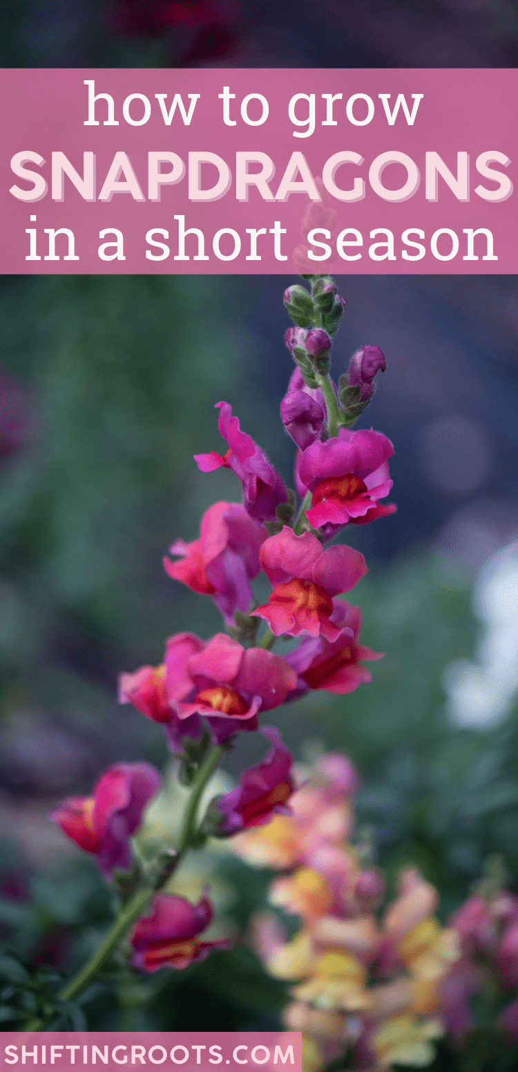 How to Grow Snapdragons in a Cold Climate | Shifting Roots