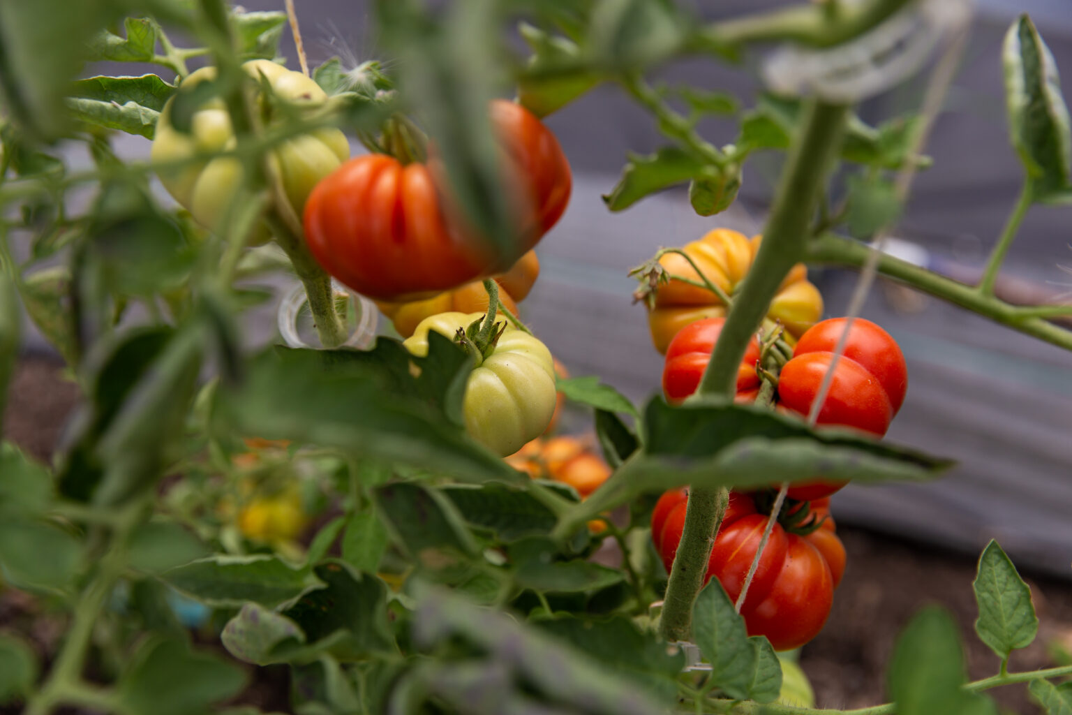 How to Start a Vegetable Garden | Shifting Roots