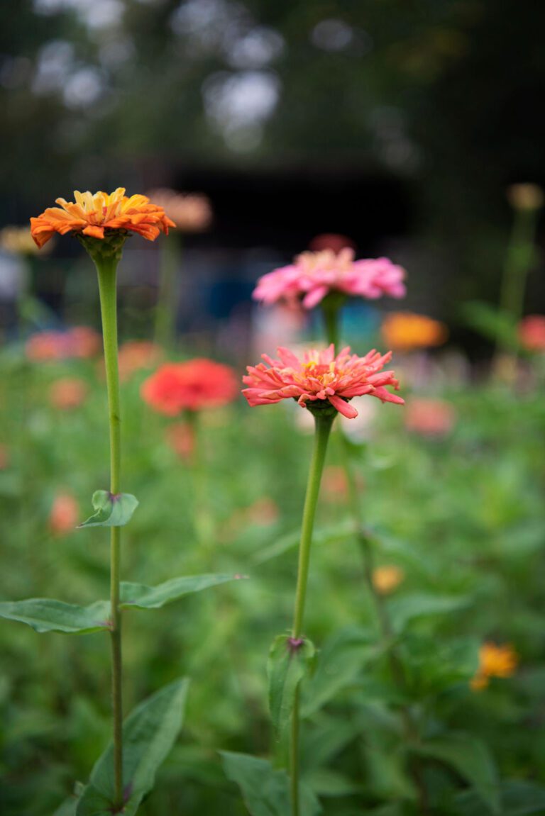 How to Pinch Cut Flowers for an Explosion of Blooms | Shifting Roots
