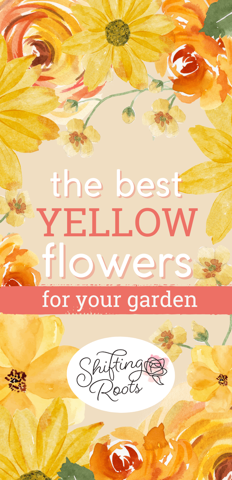 Hello Yellow! The Best Yellow Flowers to Add a Pop of Colour to Your ...