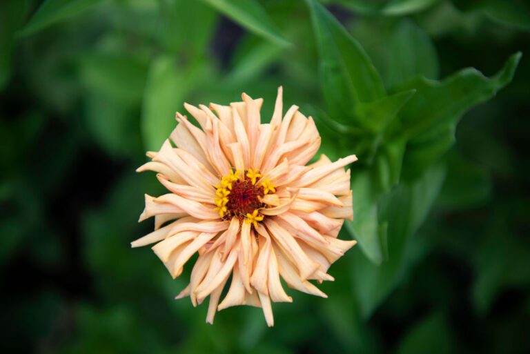 How to Grow Zinnias in Zone 3 | Shifting Roots