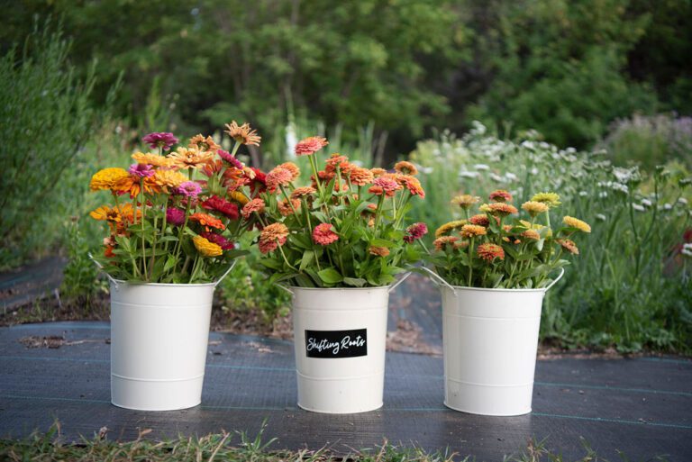 How to Grow Zinnias in Zone 3 | Shifting Roots