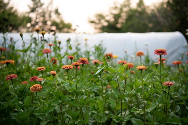 How to Grow Zinnias in Zone 3 | Shifting Roots