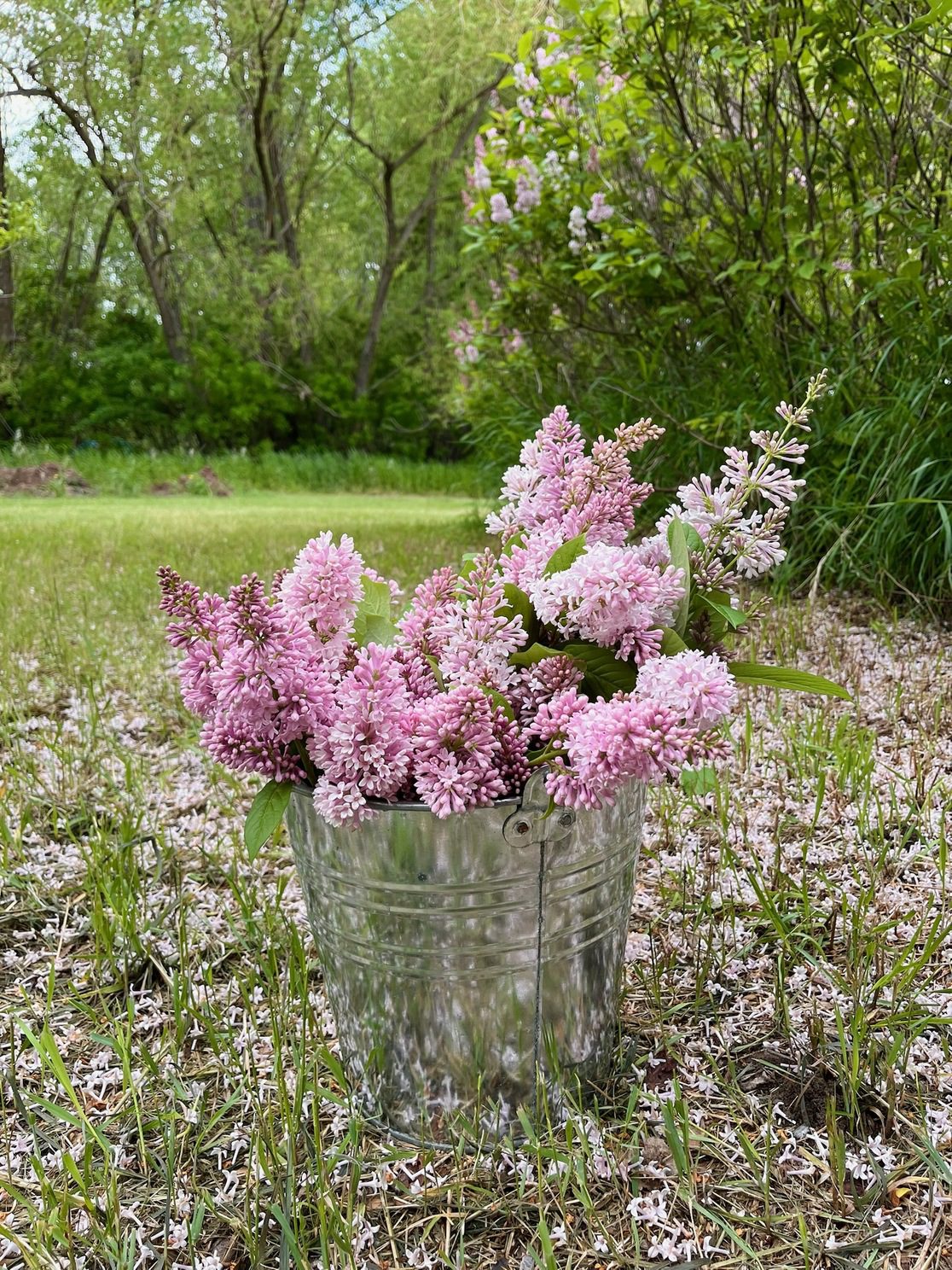 These Flowers Will Have You Feeling Pretty in Pink | Shifting Roots