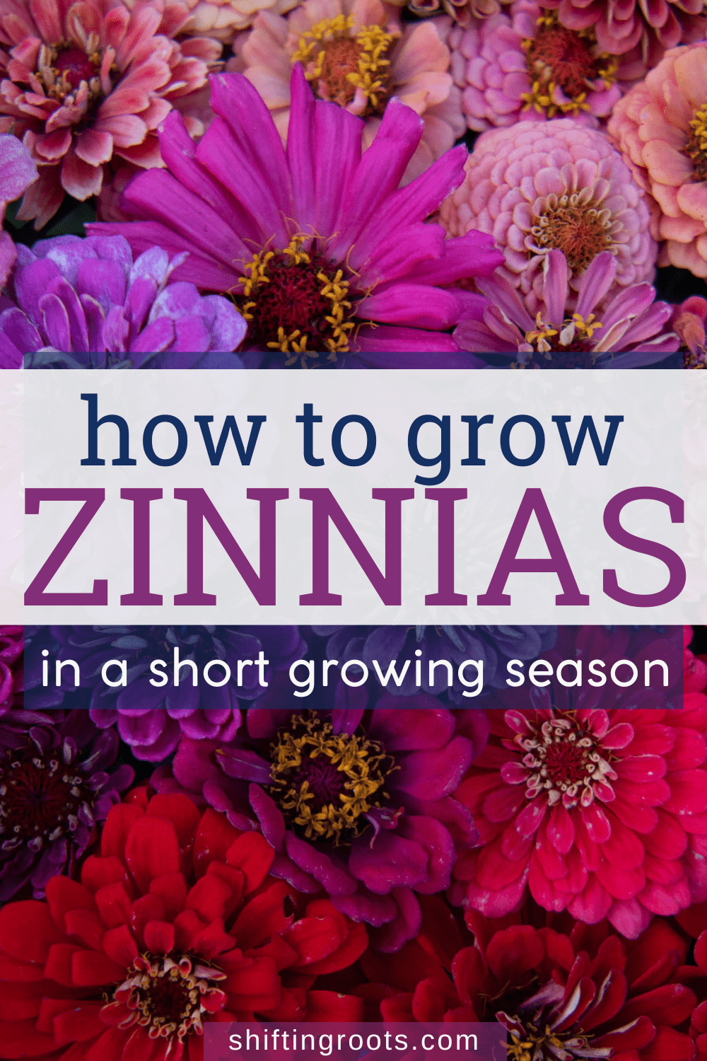 How to Grow Zinnias in Zone 3 | Shifting Roots