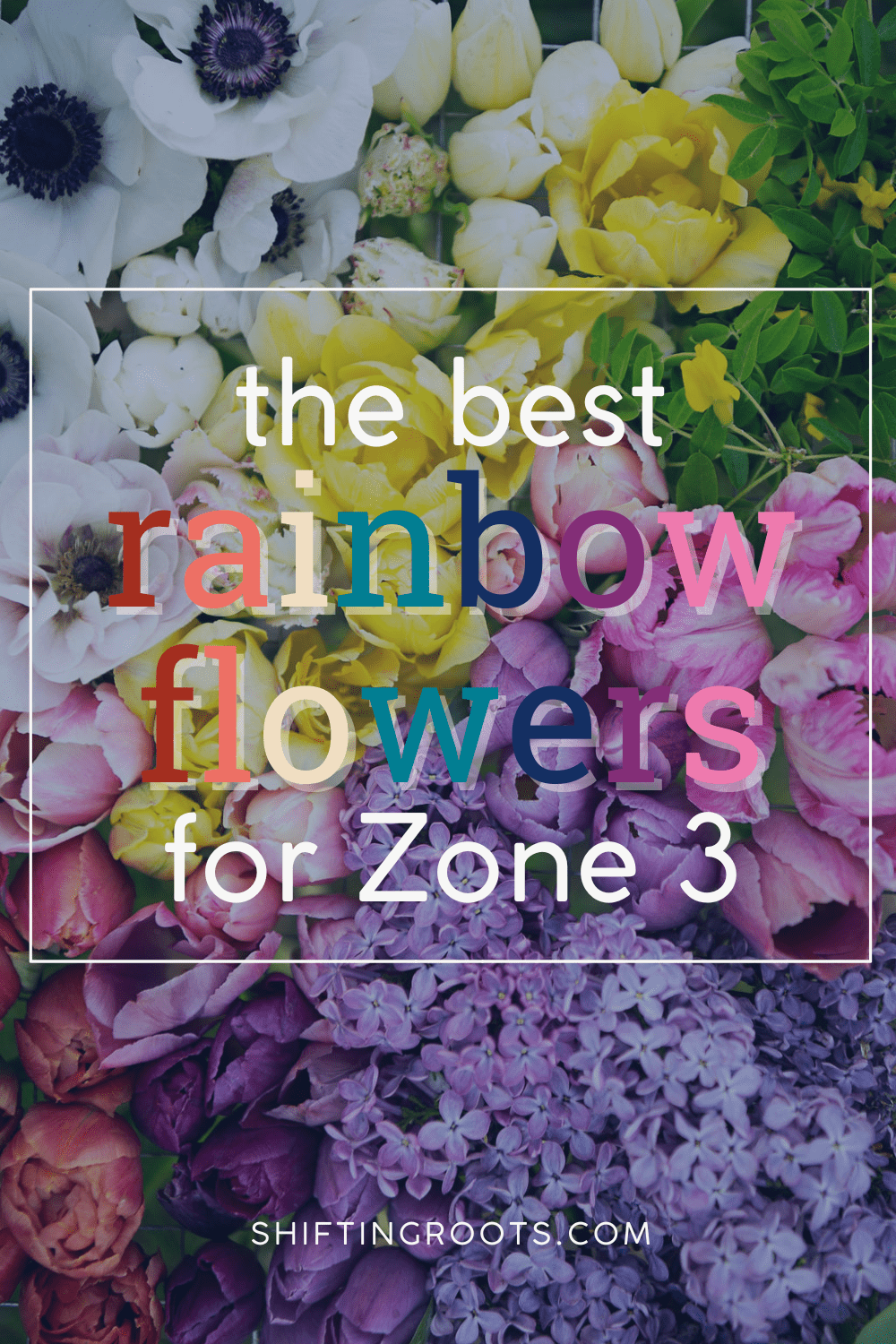 Somewhere Over The Rainbow: My Favourite Flowers of Every Colour ...
