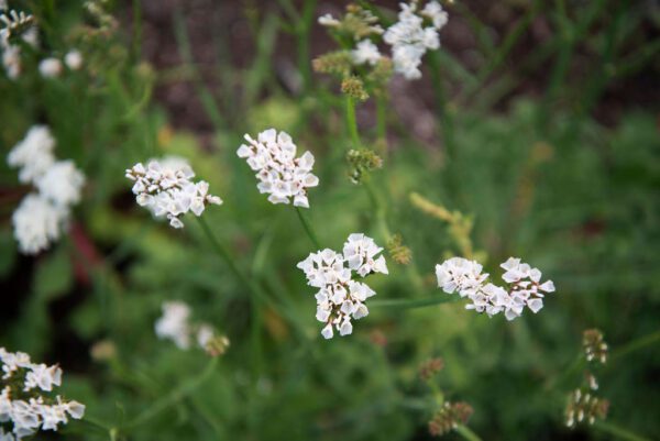 How to Grow Statice in a Short Growing Season | Shifting Roots