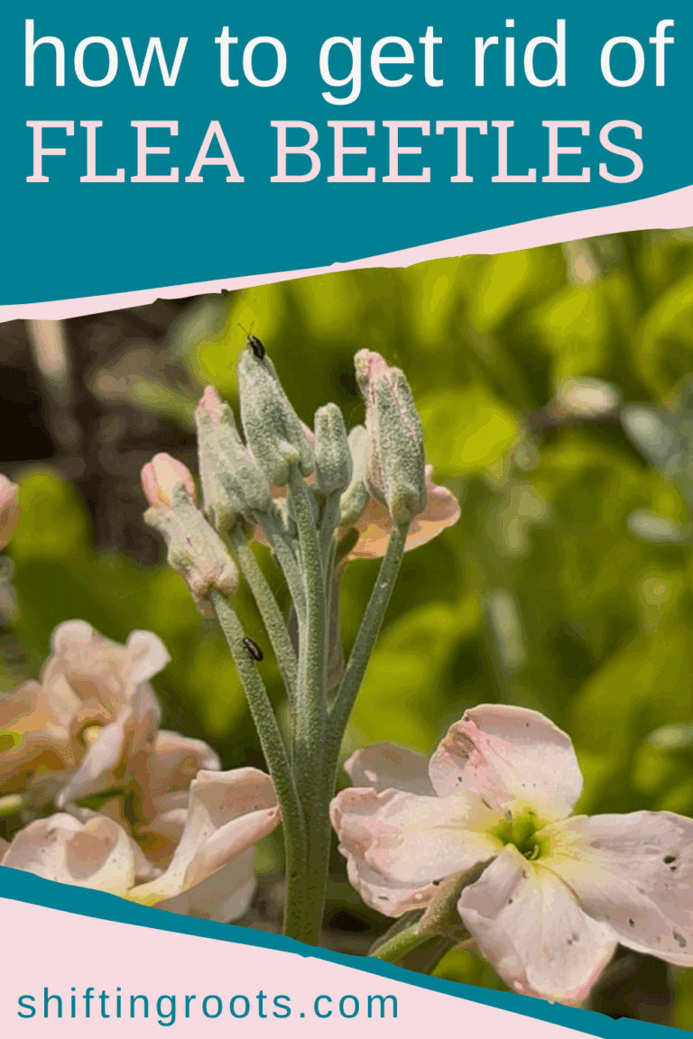 How to Deal with Flea Beetles | Shifting Roots