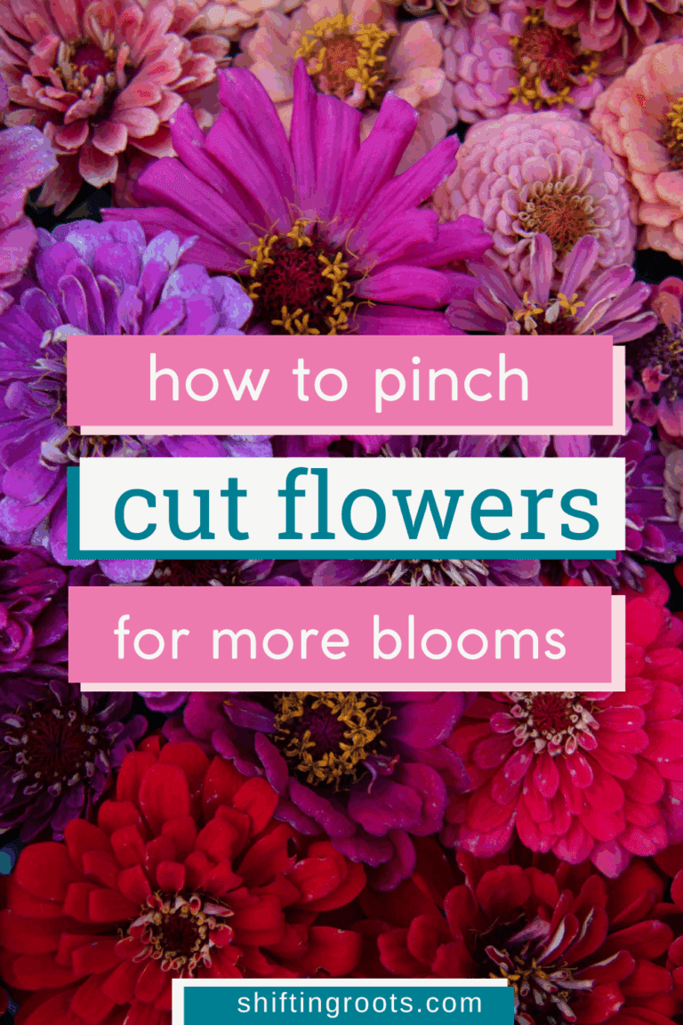 How to Pinch Cut Flowers for an Explosion of Blooms | Shifting Roots