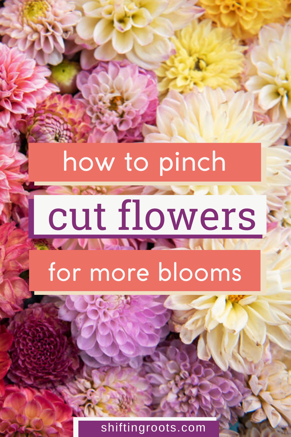 How to Pinch Cut Flowers for an Explosion of Blooms | Shifting Roots