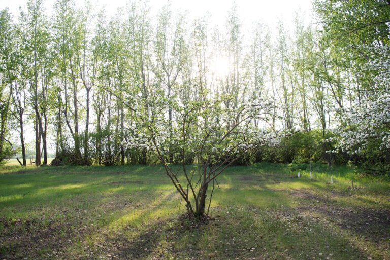 The Choose Your Own Adventure of Starting a Garden Plot From Scratch ...