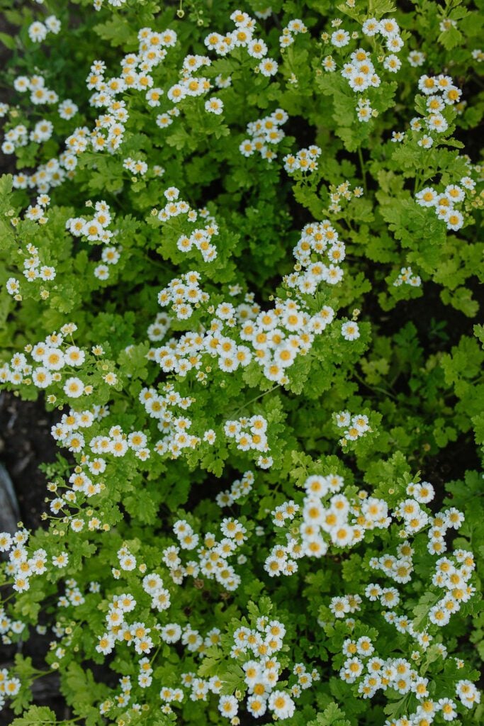 How to Grow Feverfew in a Short Growing Season | Shifting Roots