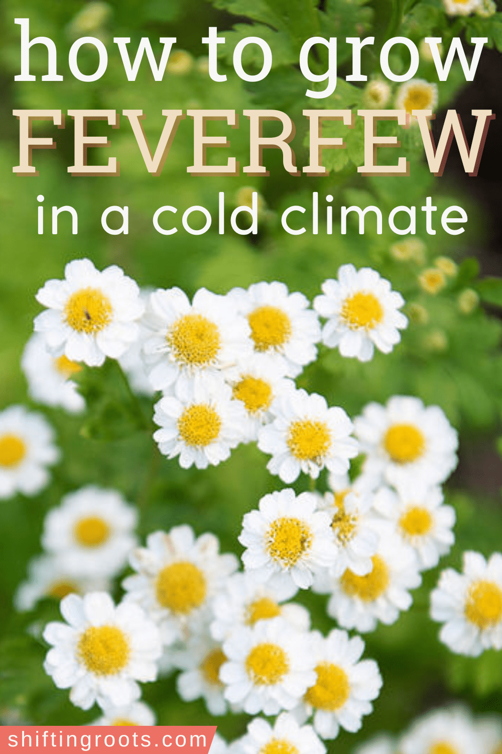 How to Grow Feverfew in a Short Growing Season | Shifting Roots