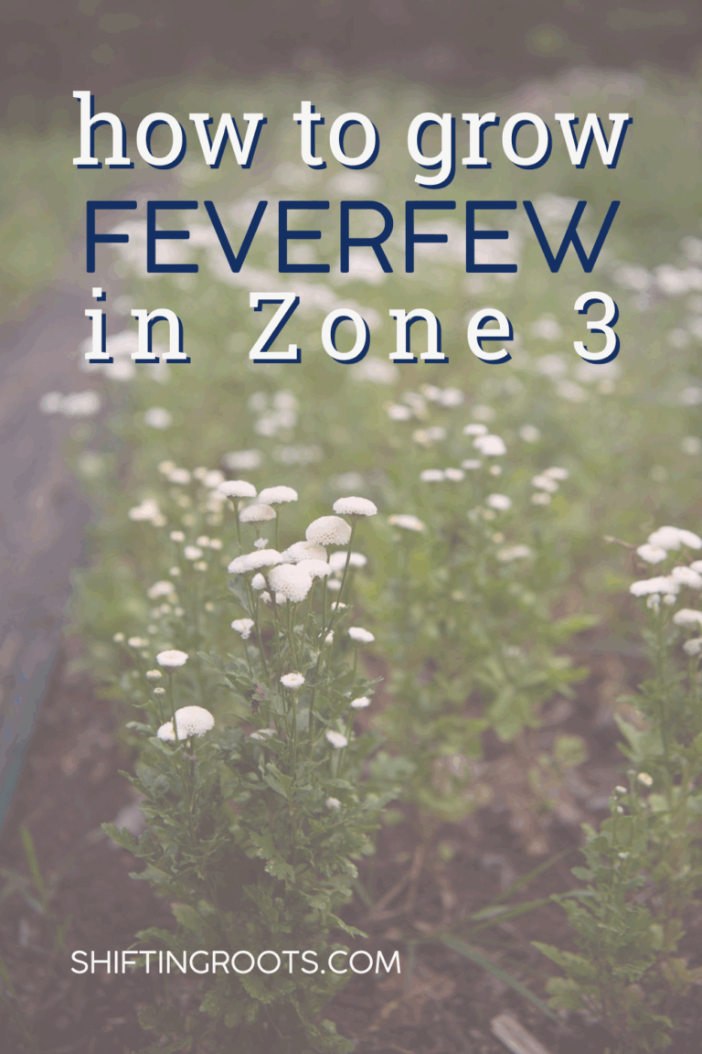 How to Grow Feverfew in a Short Growing Season | Shifting Roots