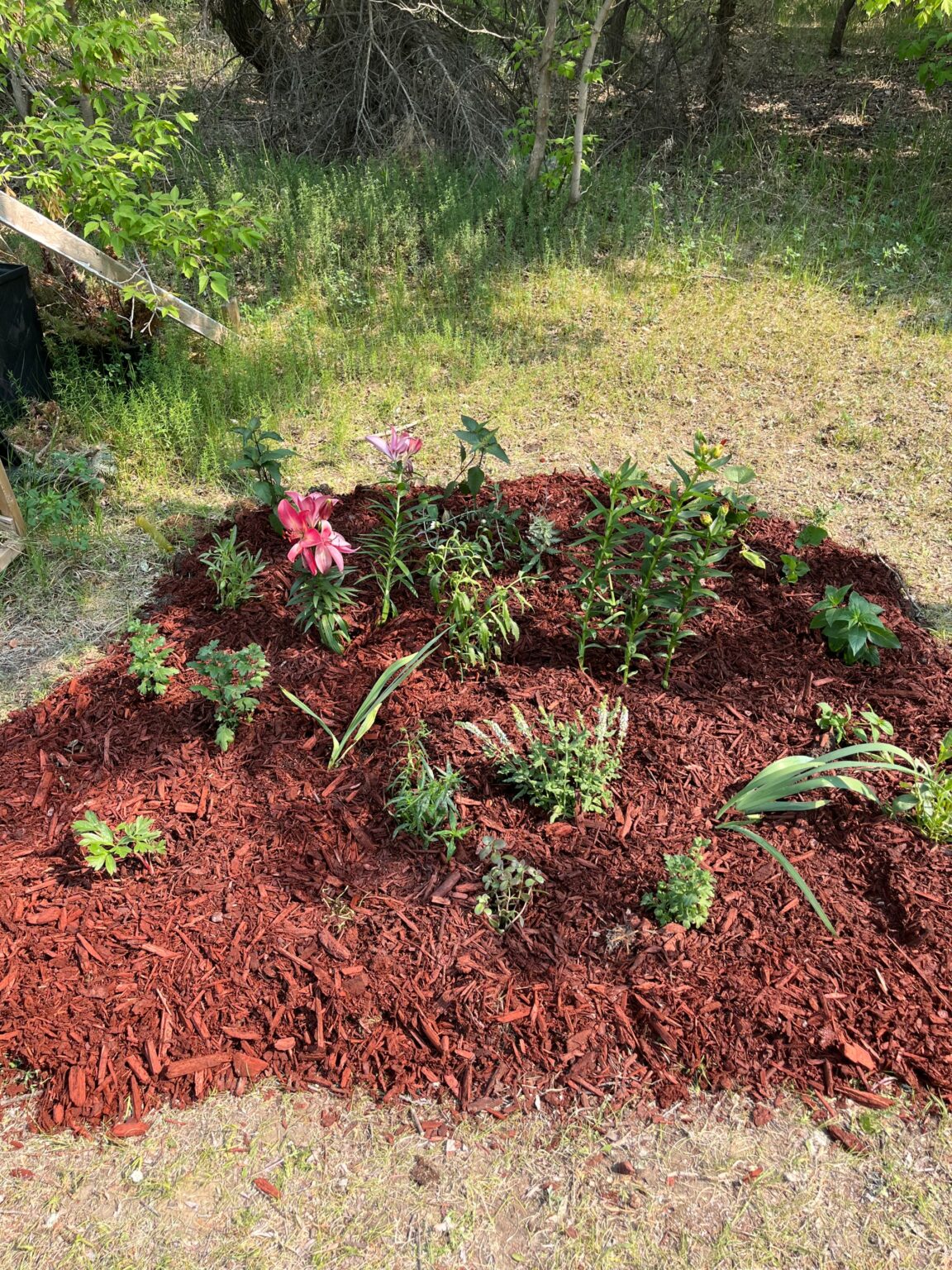 The Choose Your Own Adventure of Starting a Garden Plot From Scratch ...