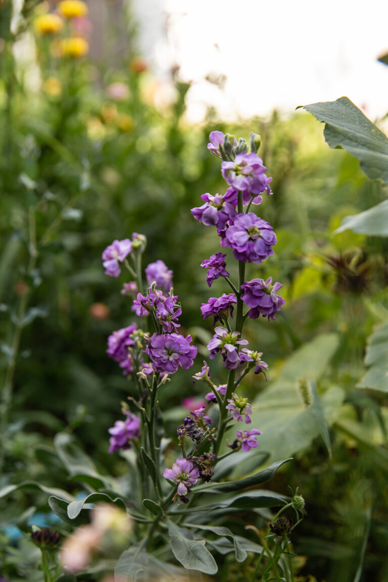 How to Grow Stock in a Cold Climate | Shifting Roots