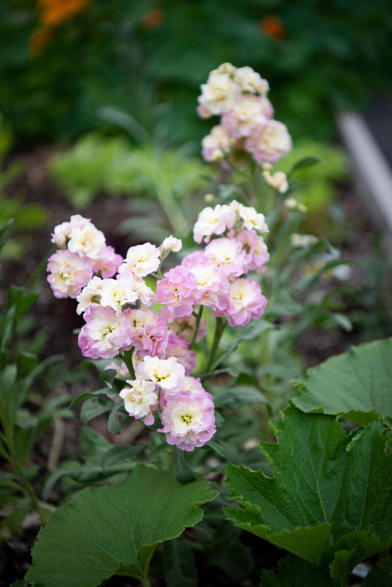 How to Grow Stock in a Cold Climate | Shifting Roots
