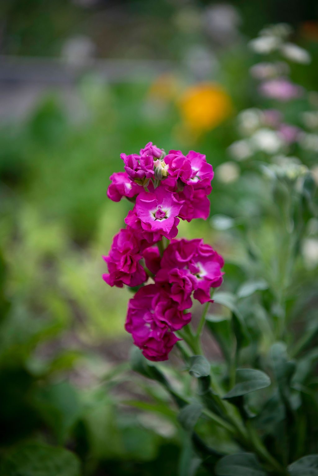 How to Grow Stock in a Cold Climate | Shifting Roots