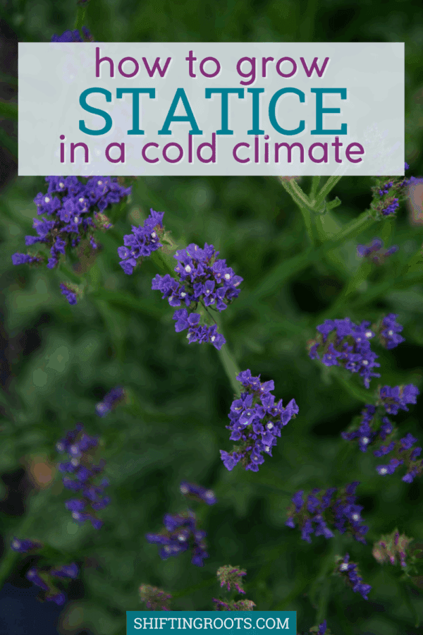 How to Grow Statice in a Short Growing Season | Shifting Roots