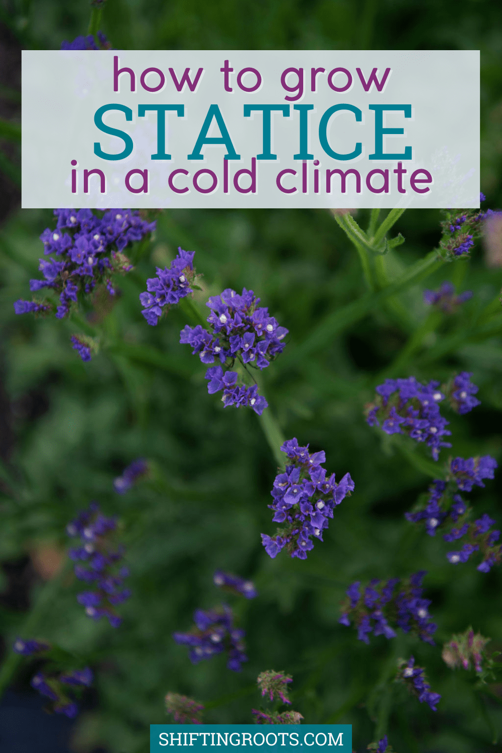 How to Grow Statice in a Short Growing Season | Shifting Roots