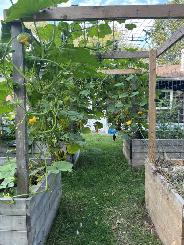 How to Set up a Pumpkin Tunnel in your Garden | Shifting Roots