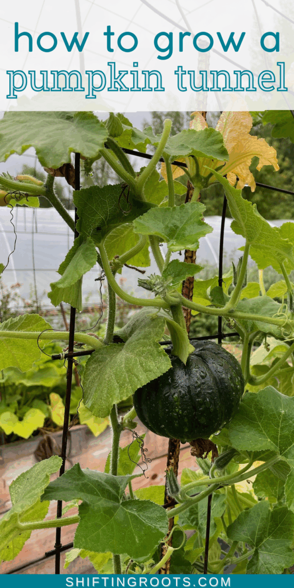 How to Set up a Pumpkin Tunnel in your Garden | Shifting Roots