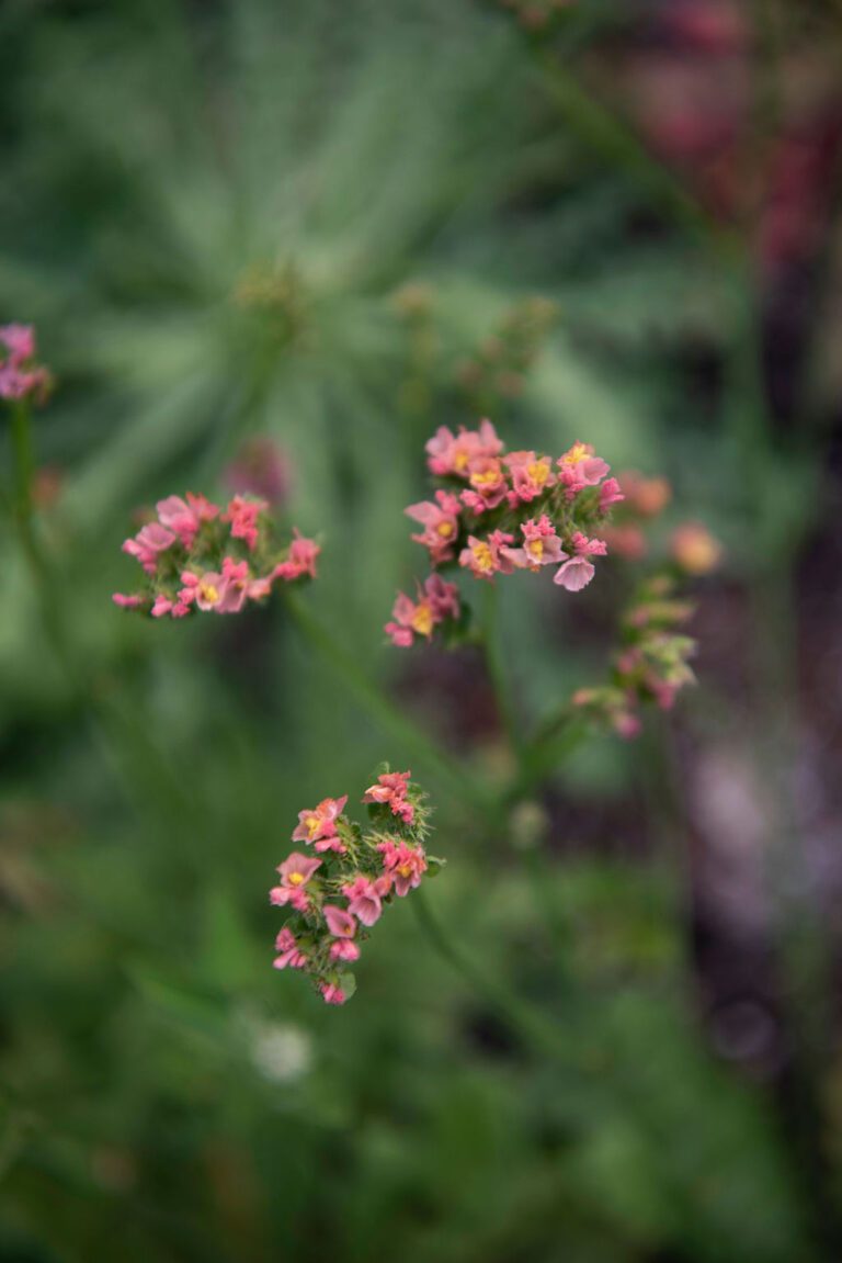 How to Grow Statice in a Short Growing Season | Shifting Roots