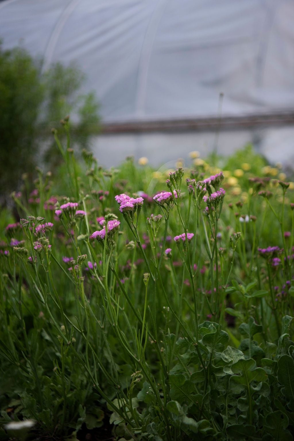 How to Grow Statice in a Short Growing Season | Shifting Roots